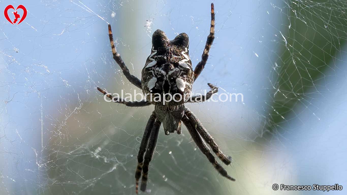 Ragni della Calabria: le specie della fauna calabrese