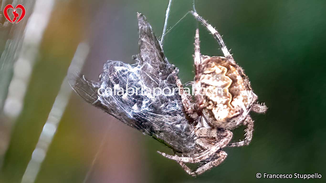 Ragni della Calabria: le specie della fauna calabrese