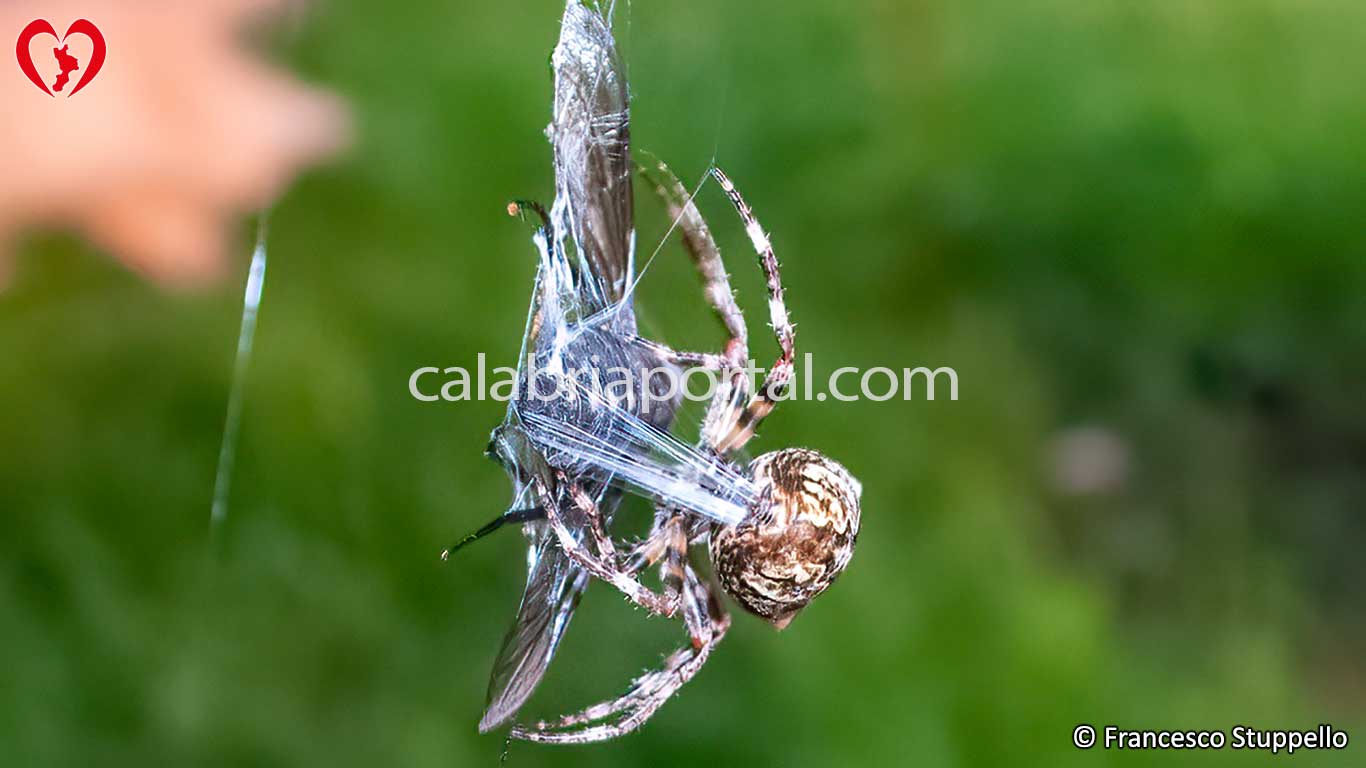 Ragni della Calabria: le specie della fauna calabrese
