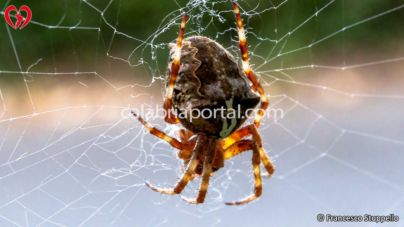 Ragni della Calabria: le specie della fauna calabrese