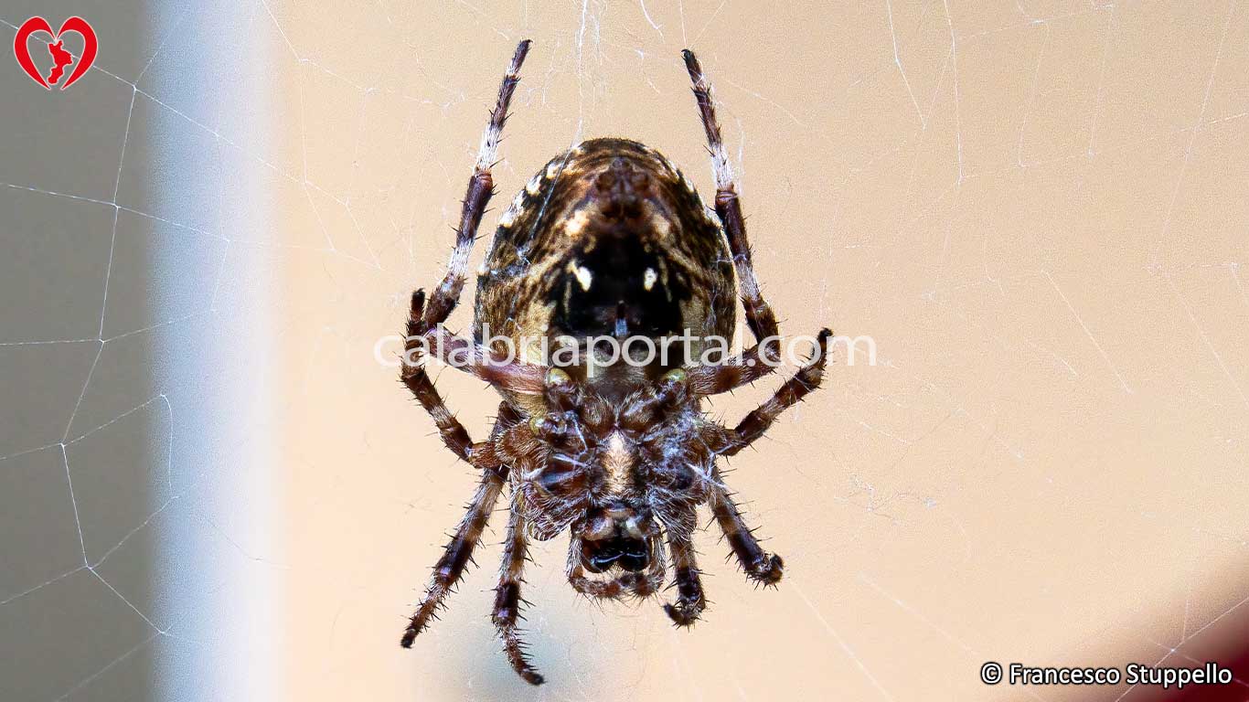 Ragni della Calabria: le specie della fauna calabrese