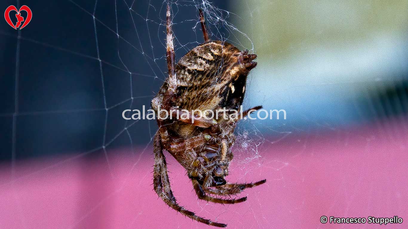 Ragni della Calabria: le specie della fauna calabrese