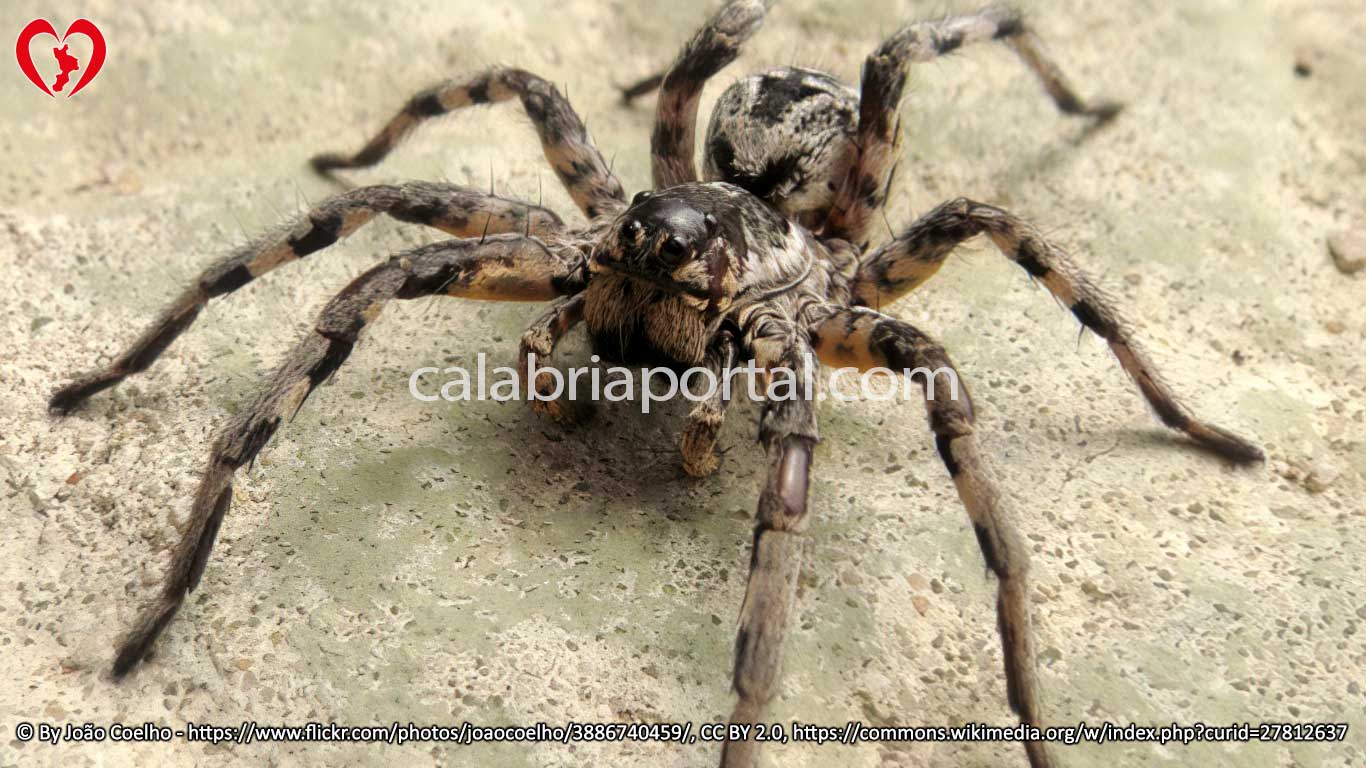 Ragni della Calabria: le specie della fauna calabrese