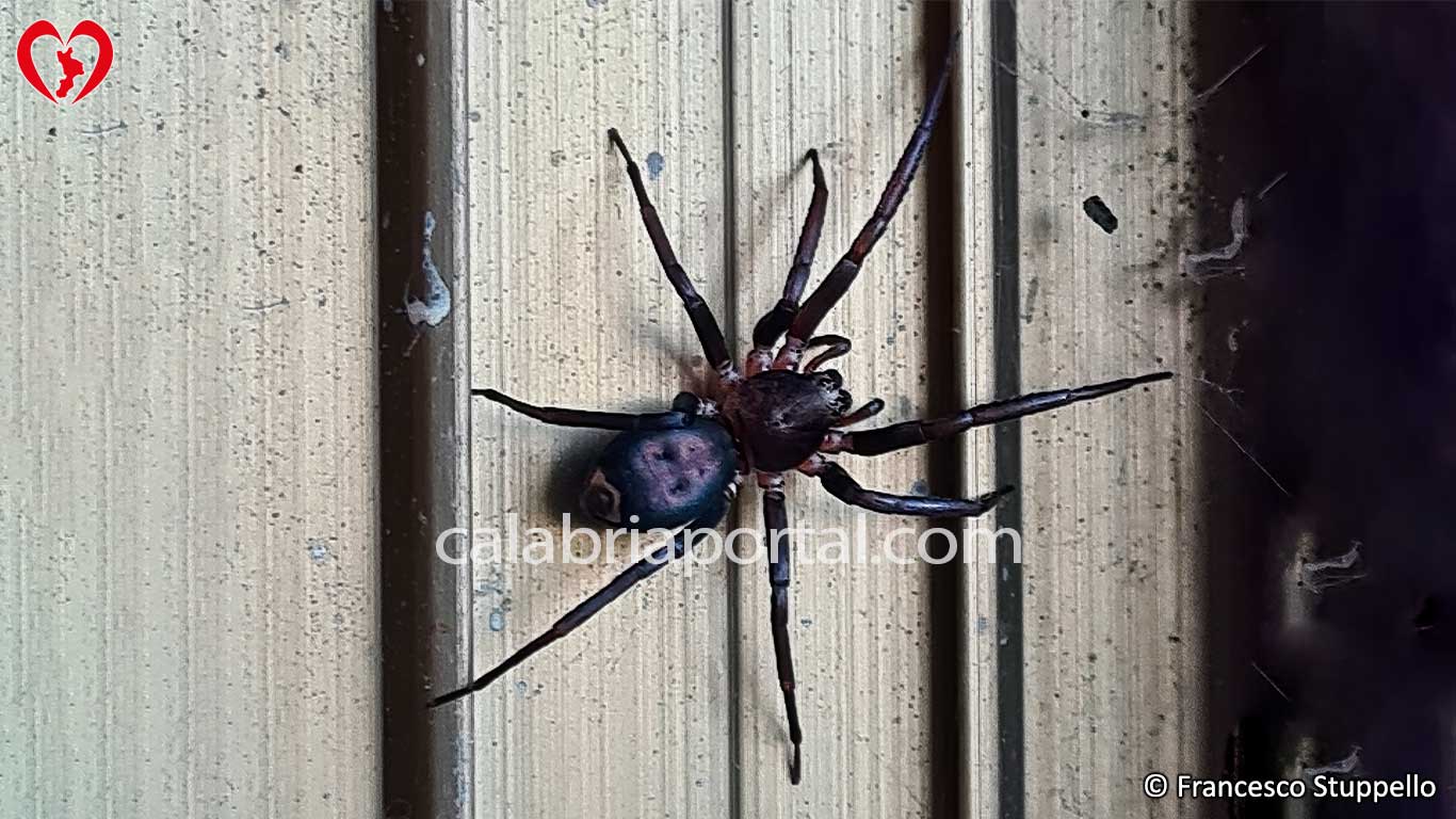 Ragni della Calabria: le specie della fauna calabrese