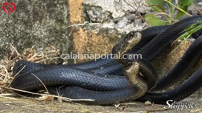 Fauna della Calabria: gli animali selvatici calabresi