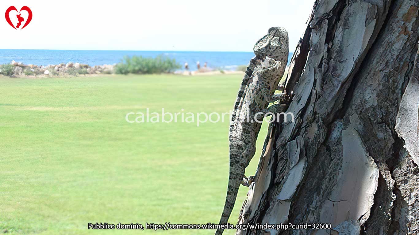 Camaleonte della Calabria: la specie della fauna calabrese