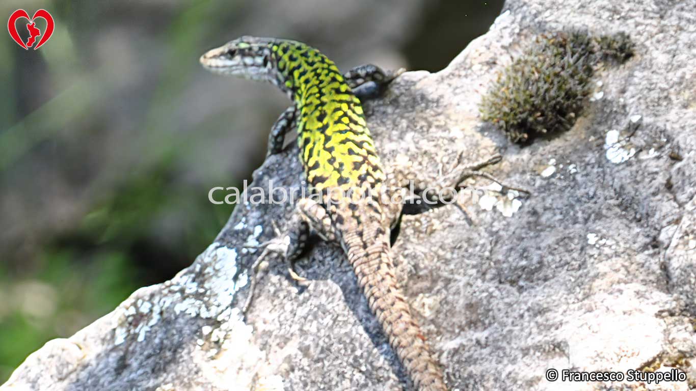 Sauri della Calabria | Come Riconoscere: Lucertole, Ramarri, Gechi ...