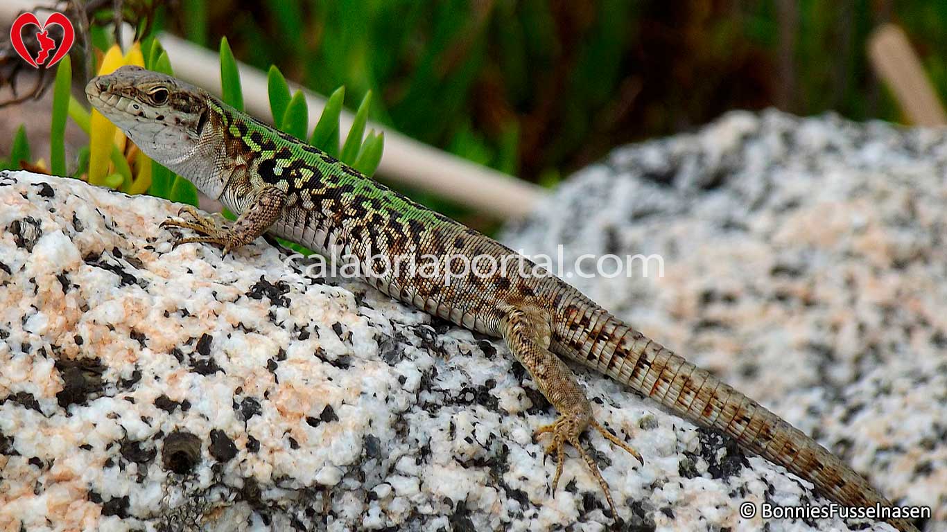 Rettili della Calabria: le specie della fauna calabrese