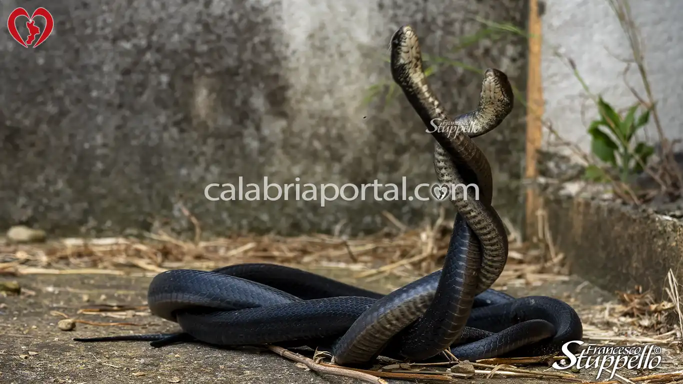 Biacco Carbonaro: il serpente nero della Calabria