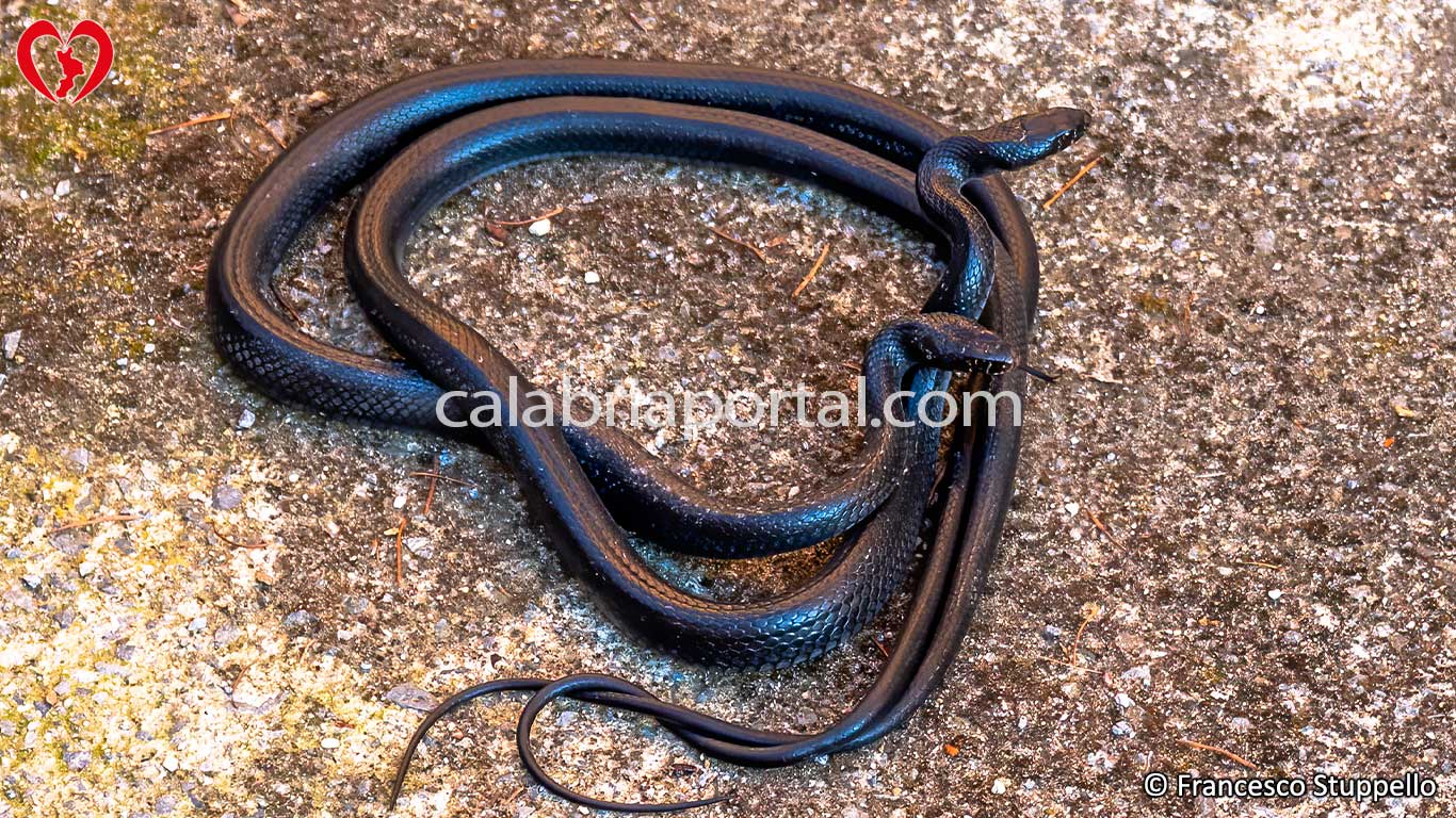 Serpenti della Calabria: velenosi e innocui, vipere e colubri