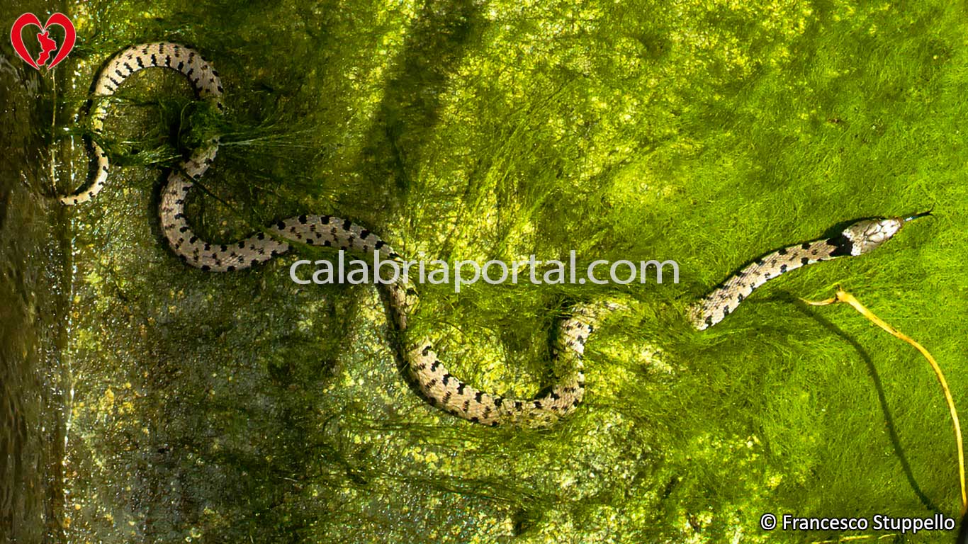 Serpenti della Calabria: velenosi e innocui, vipere e colubri