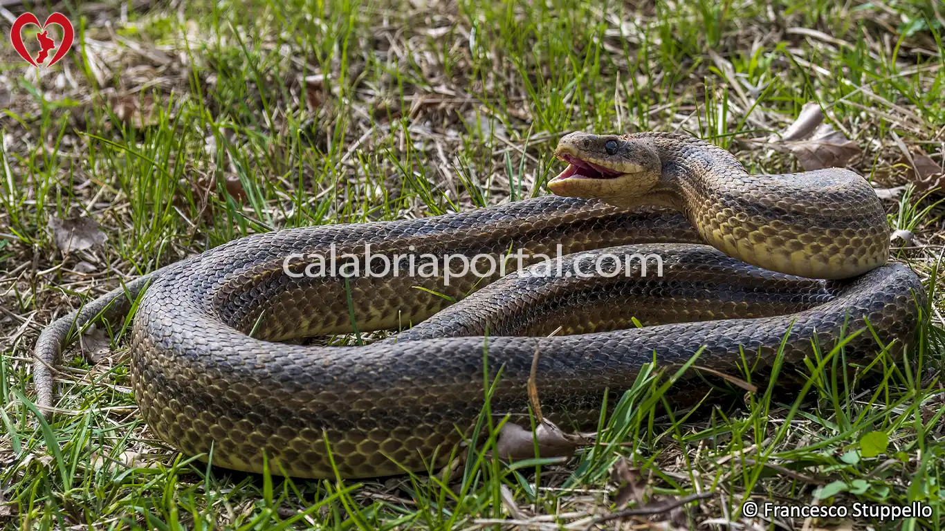 Serpenti della Calabria: velenosi e innocui, vipere e colubri