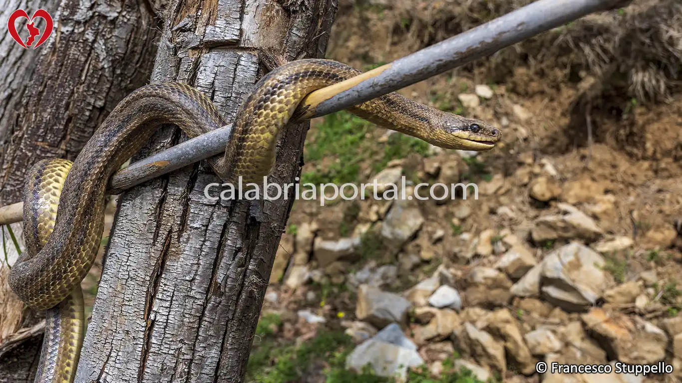 Serpenti della Calabria: velenosi e innocui, vipere e colubri
