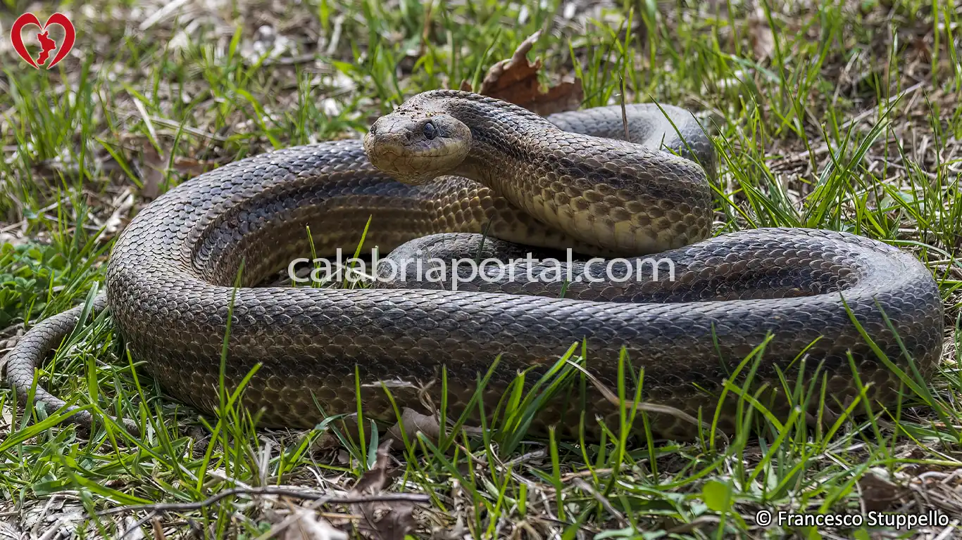 Serpenti della Calabria: velenosi e innocui, vipere e colubri