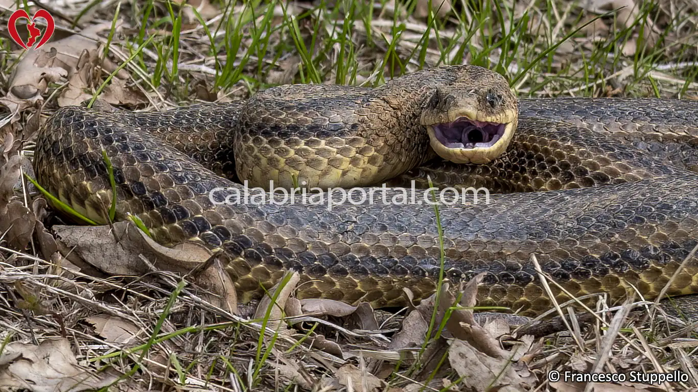 Serpenti Piu Velenosi In Calabria Vipere Italiane: Come Riconoscerle E
