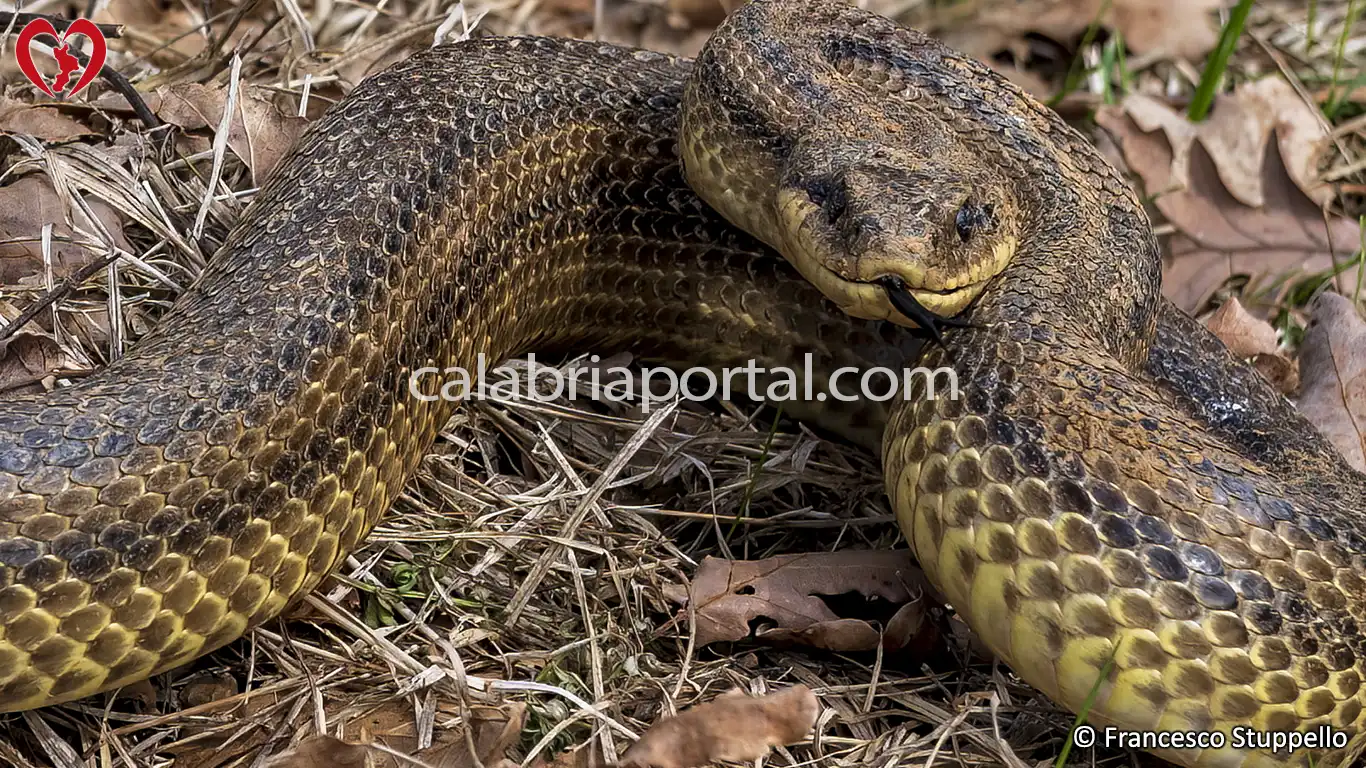 Serpenti della Calabria: velenosi e innocui, vipere e colubri