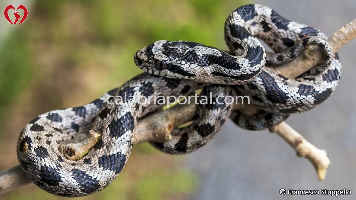 Serpenti della Calabria: velenosi e innocui, vipere e colubri