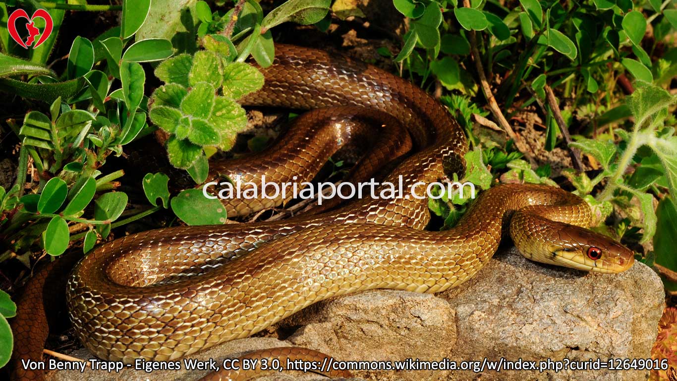 Serpenti della Calabria: velenosi e innocui, vipere e colubri