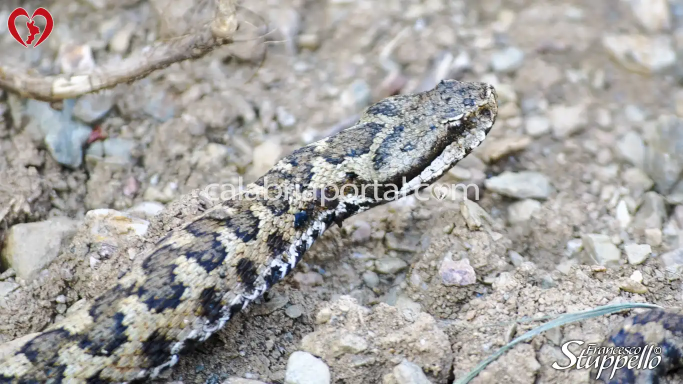 Vipera della Calabria: l'unico serpente calabrese velenoso