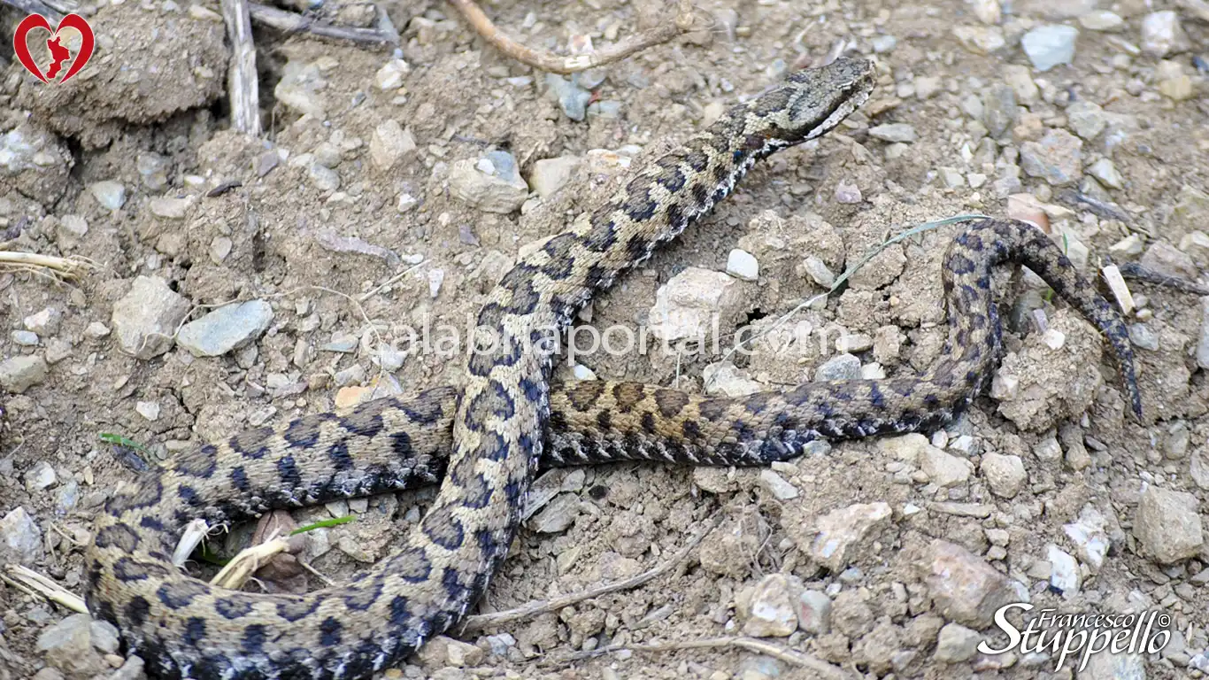 Vipera della Calabria: l'unico serpente calabrese velenoso