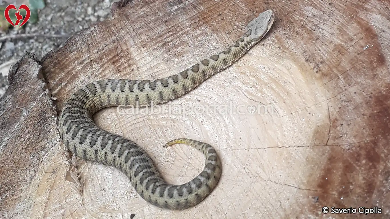 Vipera della Calabria: l'unico serpente calabrese velenoso