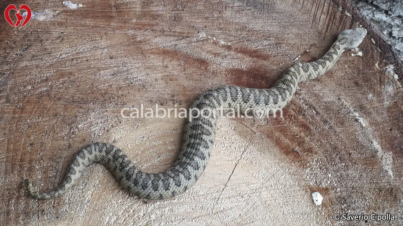 Disegni Di Serpenti Vipera