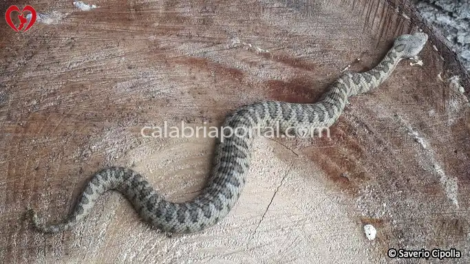 Rettili della Calabria: le specie della fauna calabrese