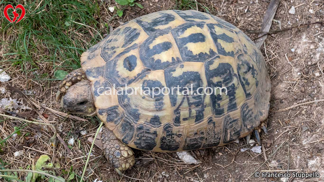 Tartaruga di Terra della Calabria: specie della fauna calabrese