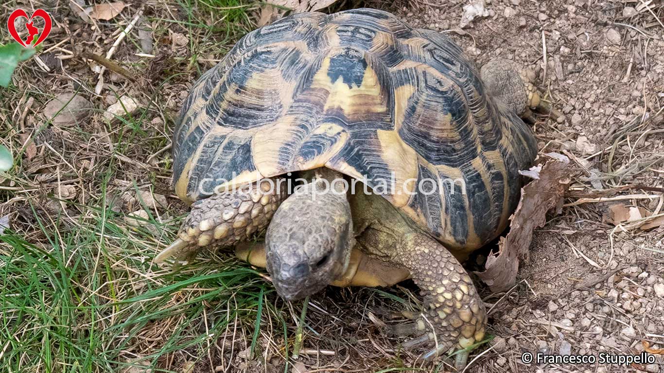Tartaruga di Terra della Calabria: specie della fauna calabrese