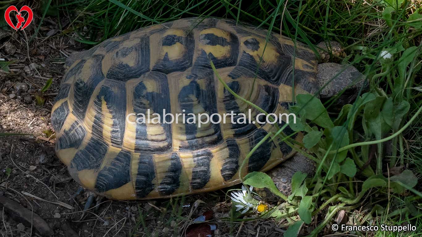 Tartaruga di Terra della Calabria: specie della fauna calabrese