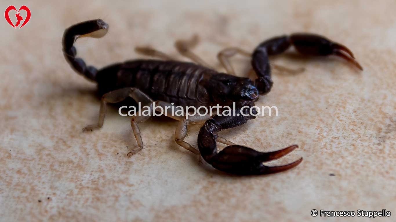 Scorpioni della Calabria: le specie della fauna calabrese