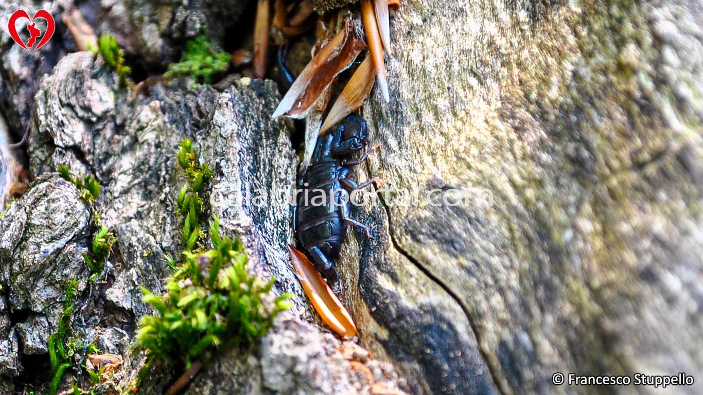 Scorpioni della Calabria: le specie della fauna calabrese