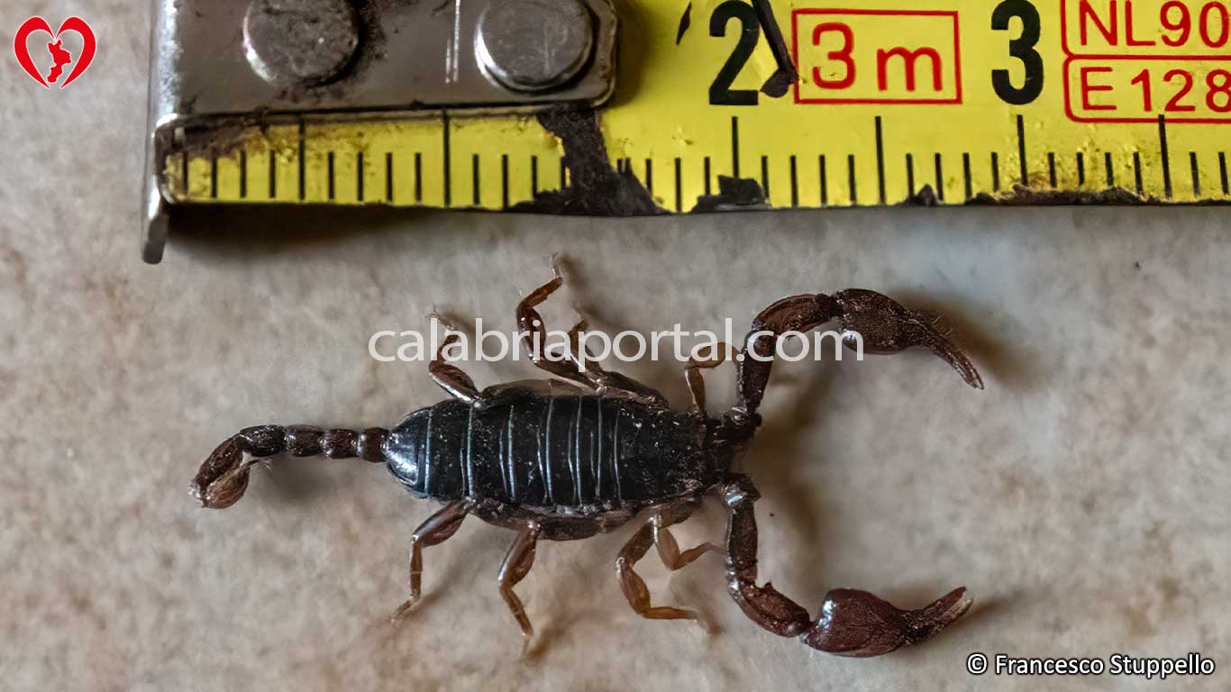 Scorpioni della Calabria: le specie della fauna calabrese