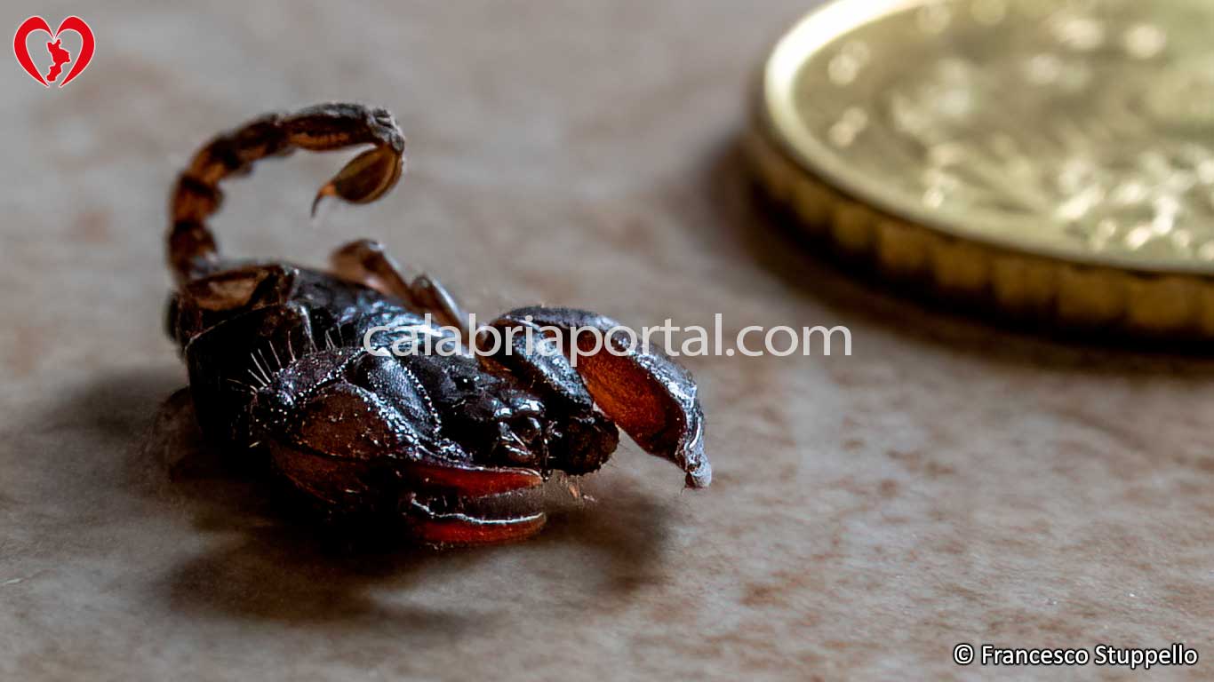 Scorpioni della Calabria: le specie della fauna calabrese
