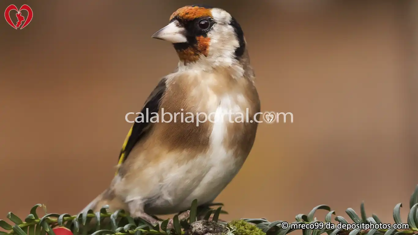 Cardellino della Calabria: il Carduelis carduelis tschusii