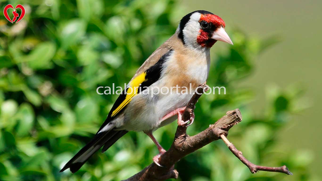 Fringillidi della Calabria: le specie della fauna calabrese
