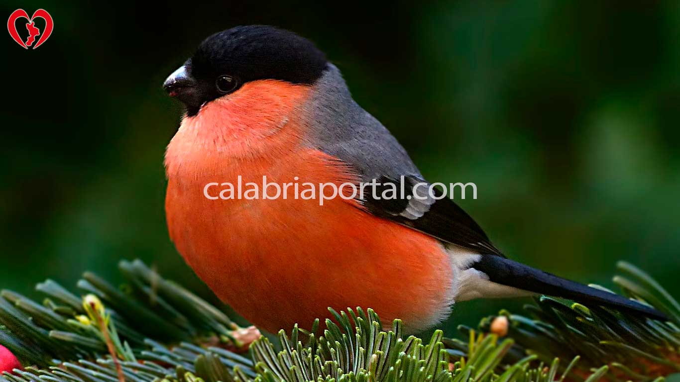 Fringillidi della Calabria: le specie della fauna calabrese