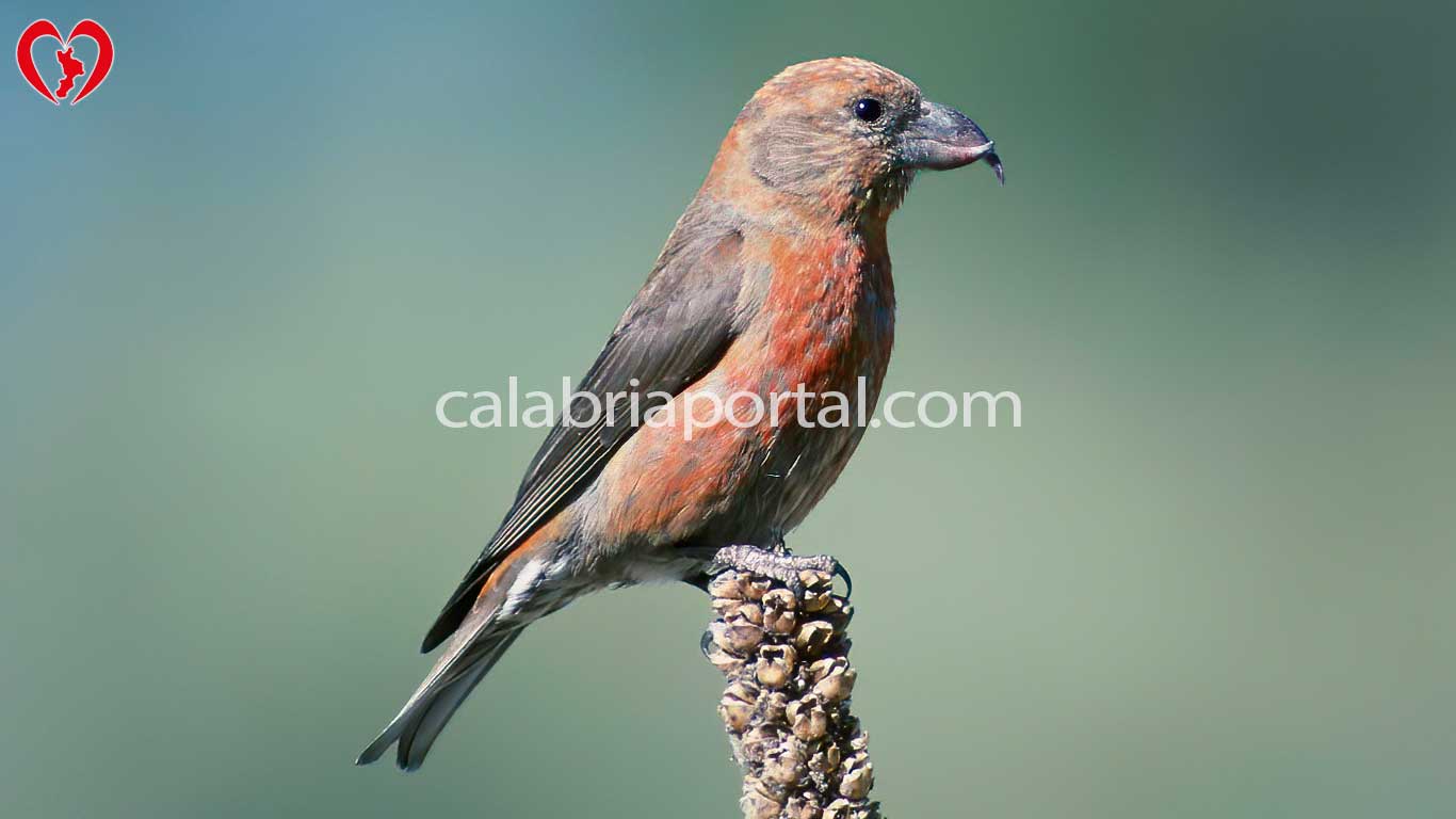 Fringillidi della Calabria: le specie della fauna calabrese