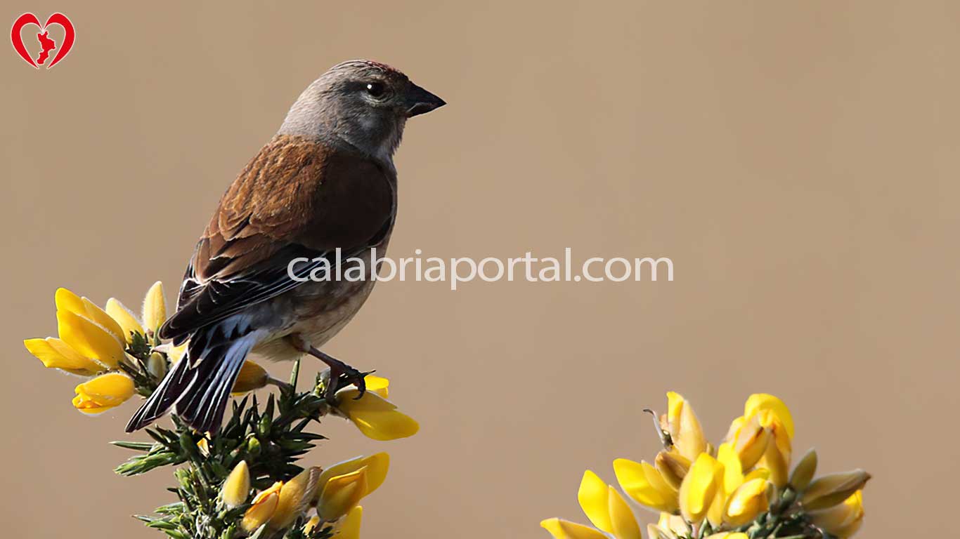 Fringillidi della Calabria: le specie della fauna calabrese