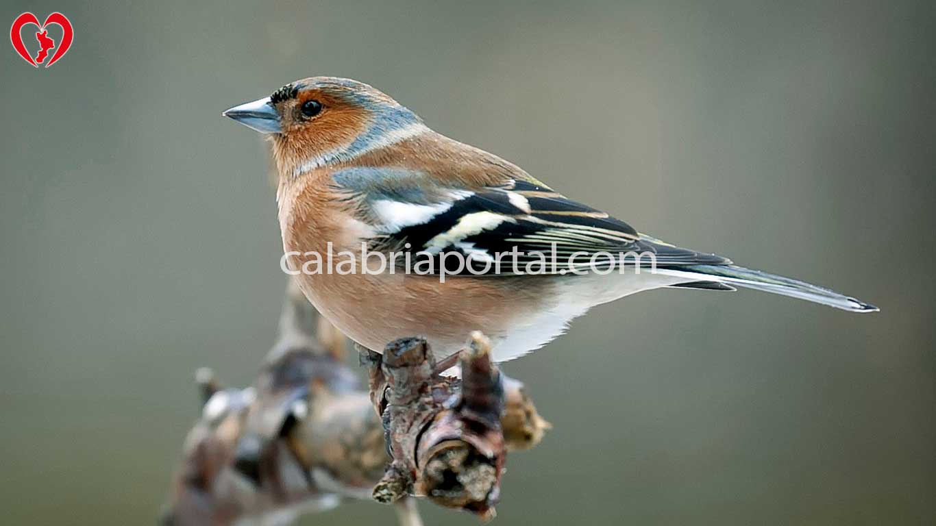 Fringillidi della Calabria: le specie della fauna calabrese