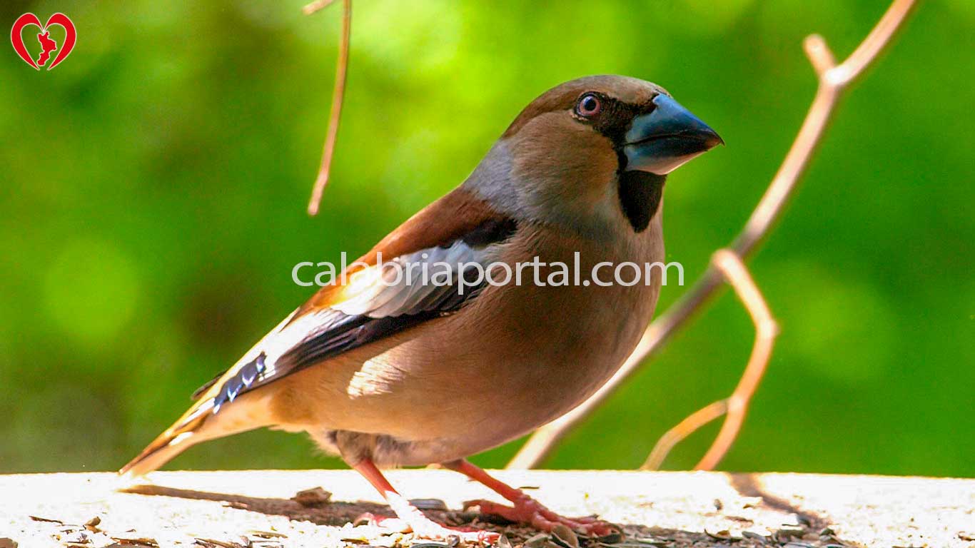 Fringillidi della Calabria: le specie della fauna calabrese