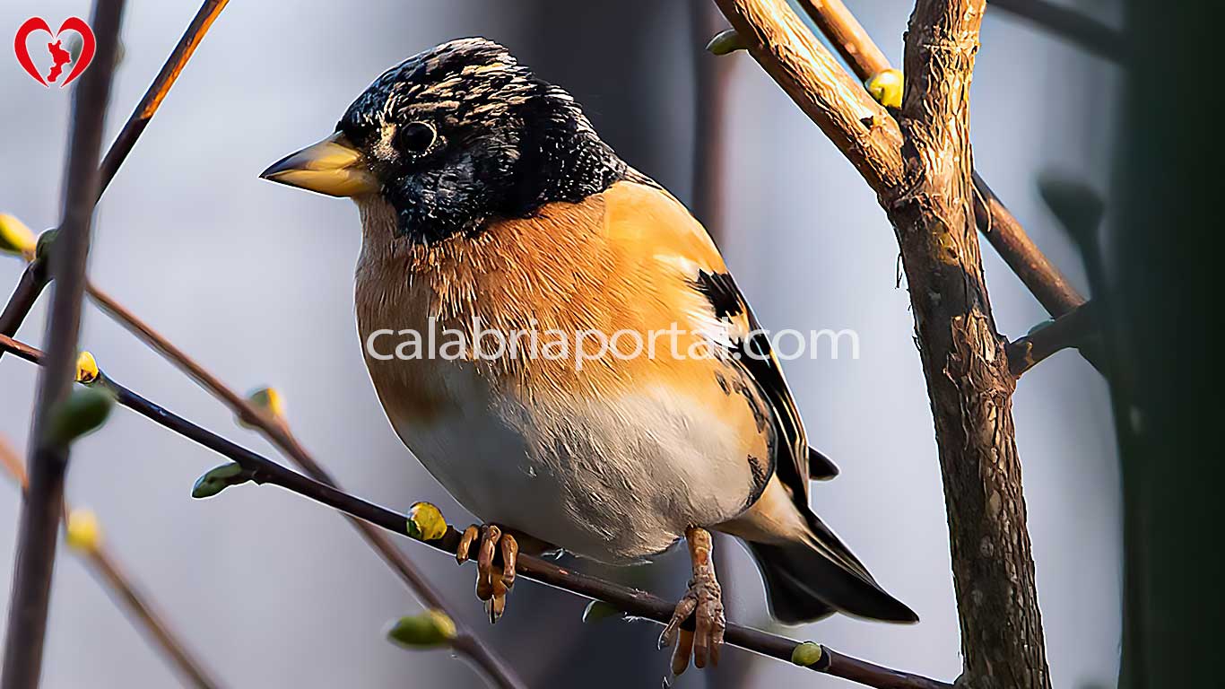 Fringillidi della Calabria: le specie della fauna calabrese