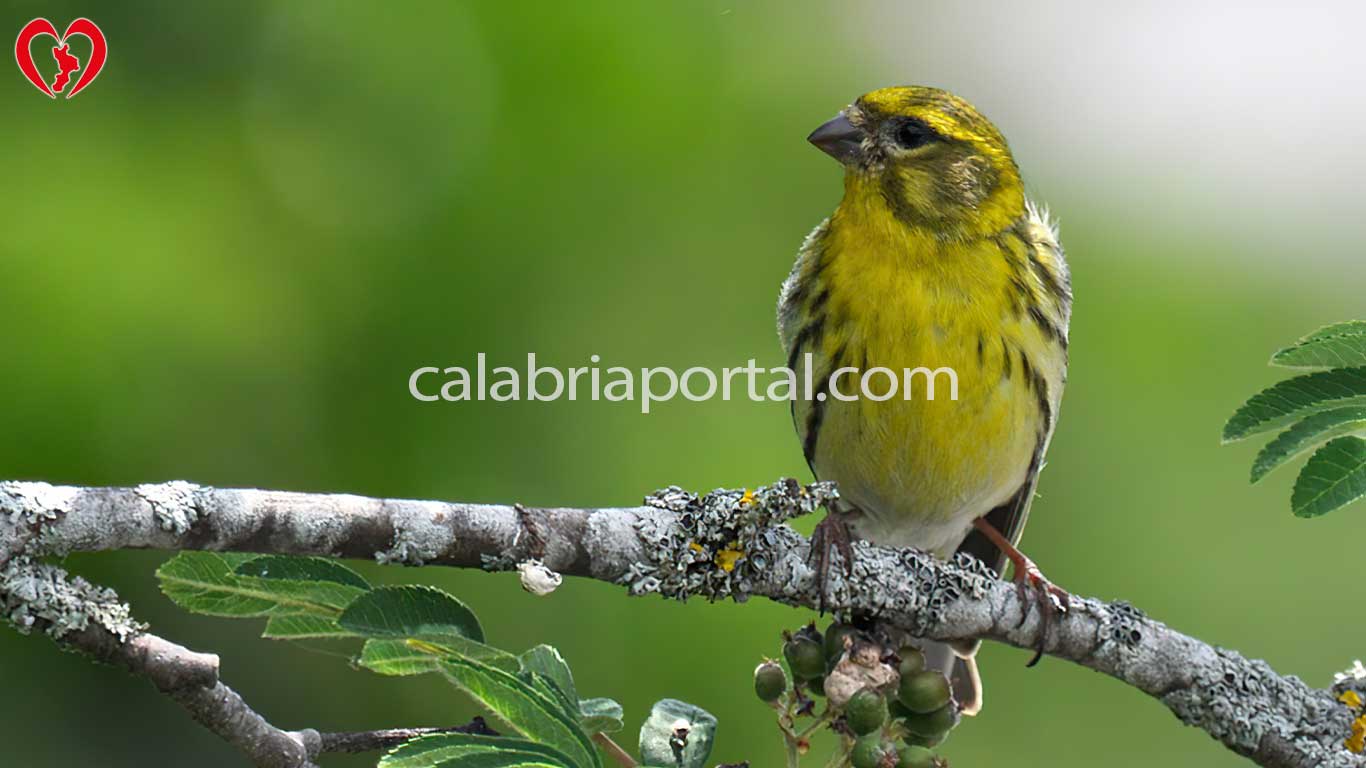 Fringillidi della Calabria: le specie della fauna calabrese