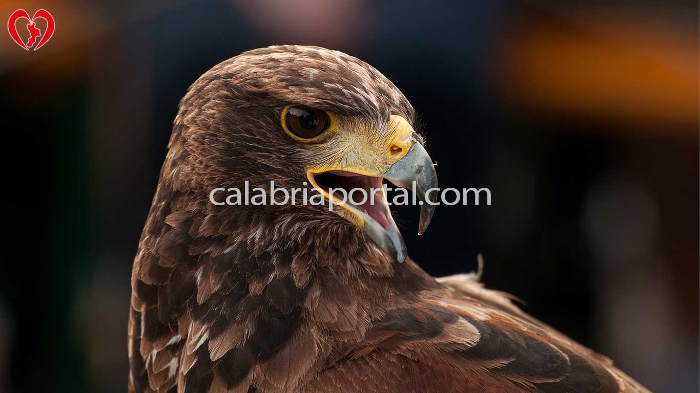 Rapaci della Calabria: aquile, falchi, avvoltoi, nibbi e poiane