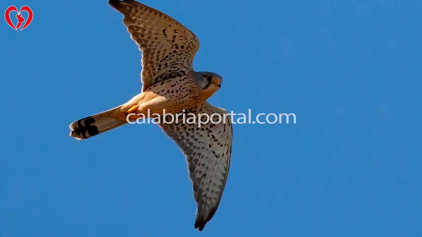 Rapaci della Calabria: aquile, falchi, avvoltoi, nibbi e poiane
