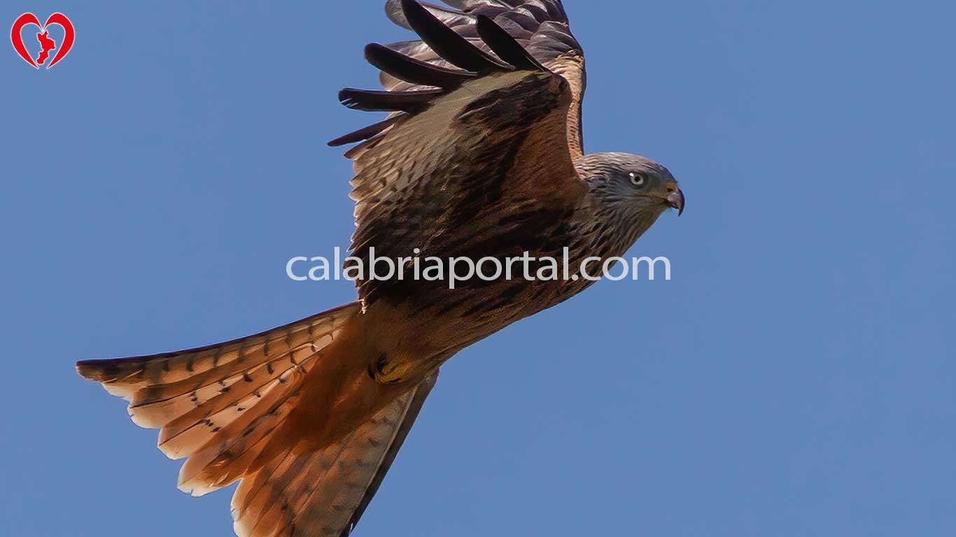 Rapaci della Calabria: aquile, falchi, avvoltoi, nibbi e poiane