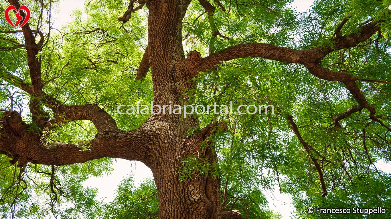 Frassino Meridionale (Calabria): la specie della flora calabrese