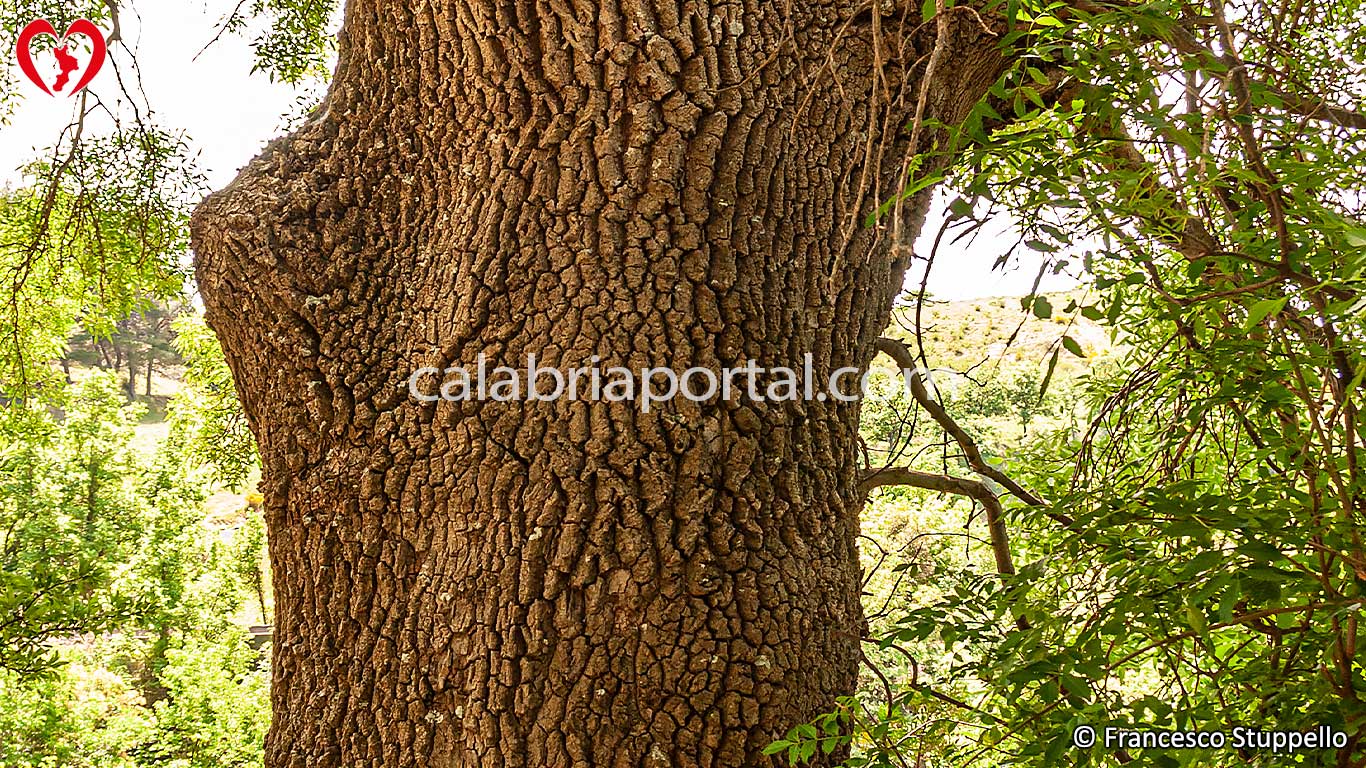 Frassino Meridionale (Fraxinus angustifolia) | Specie di Frassino che ...