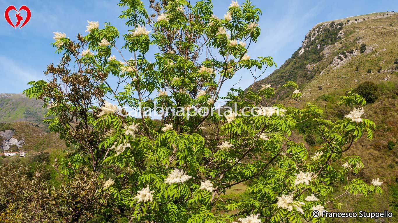 Orniello della Calabria: la specie della flora calabrese