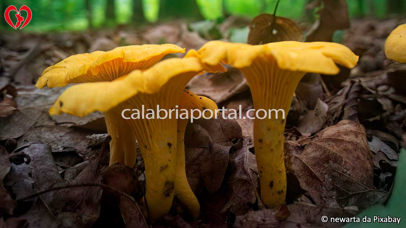 Gallinaccio (Gallinella): fungo che puoi trovare in Calabria